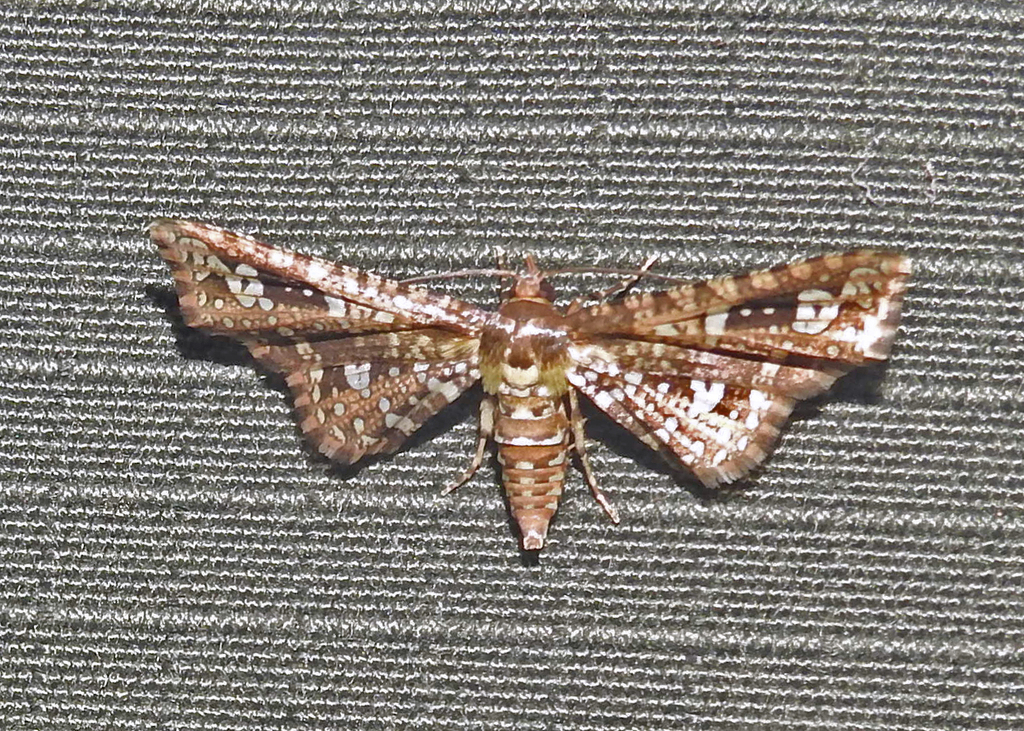 Rhodoneura nebulosa from Mishmi Hills, 792110 on May 20, 2023 at 07:46 ...