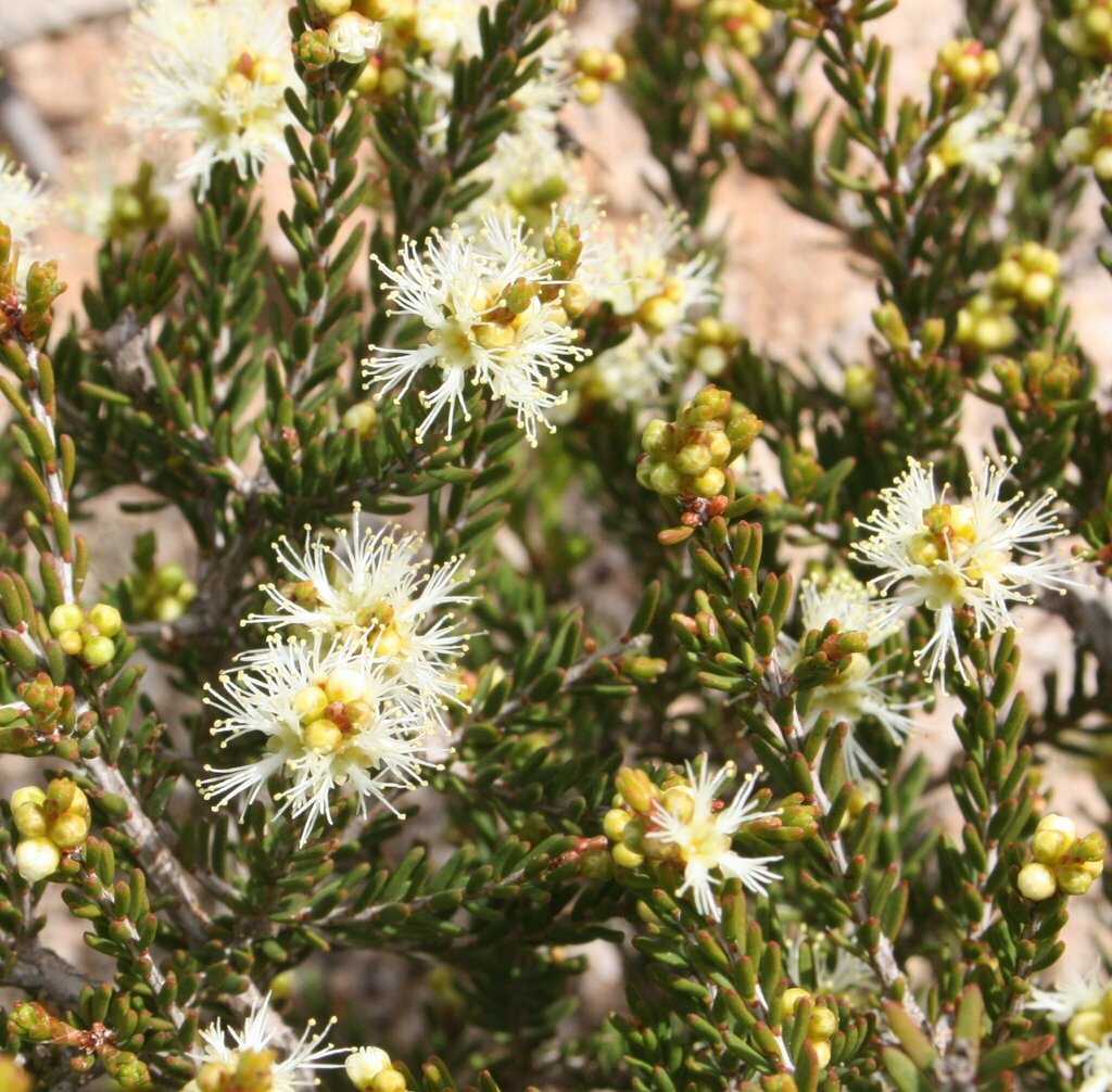 (Melaleuca bracteosa) - Botanical Realm