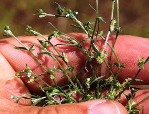 Subspecies Pectocarya linearis linearis · iNaturalist United Kingdom
