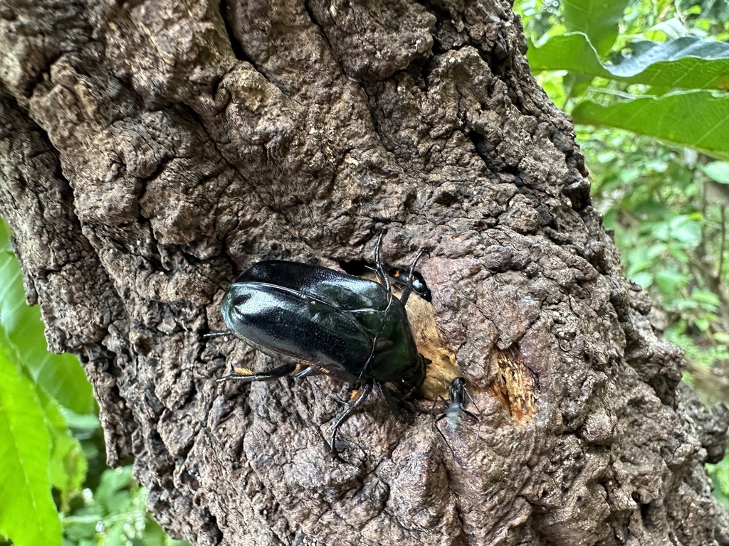 Black Drone Beetle in August 2023 by Yoshihiro Tokue · iNaturalist