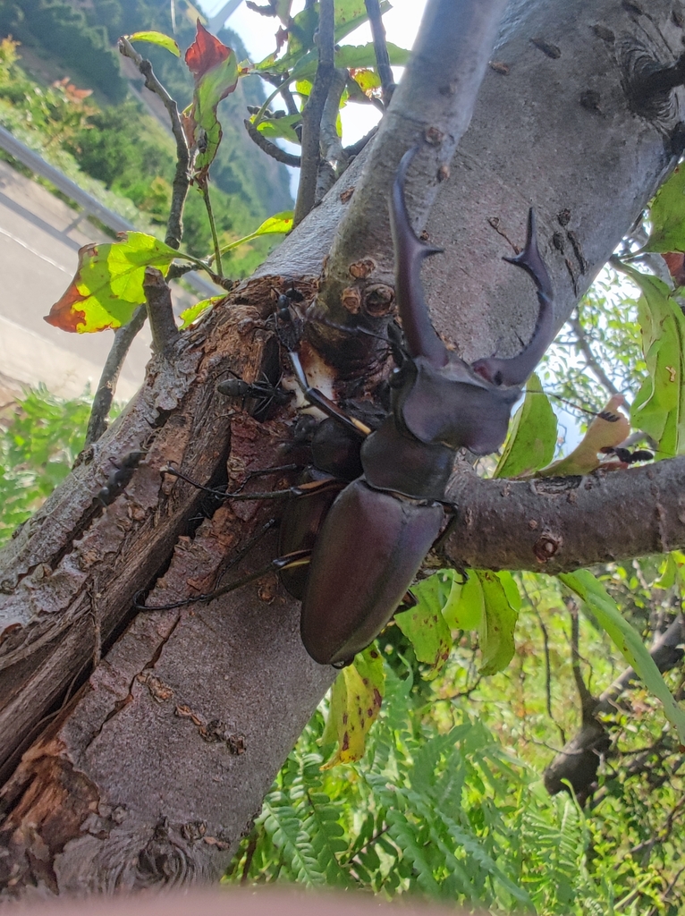 Lucanus fonti from Taizhou, CN-ZJ, CN on July 15, 2023 at 05:05 PM by ...