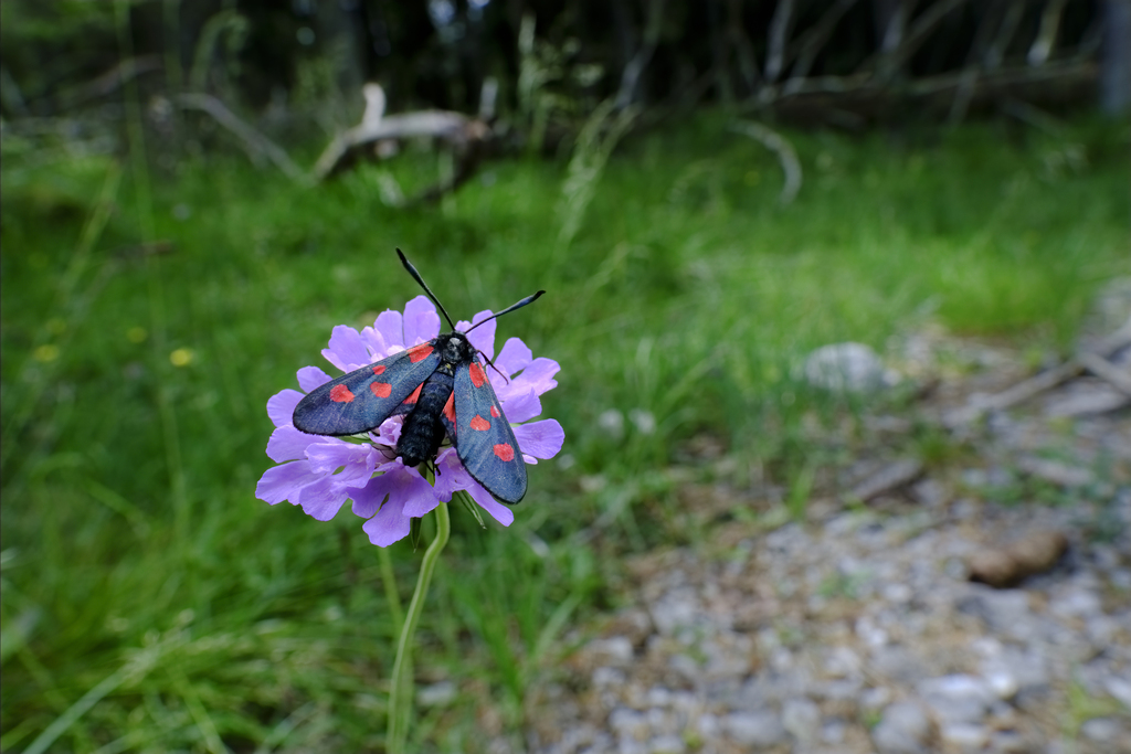 narrow-bordered five-spot burnet from 82467 Garmisch-Partenkirchen ...
