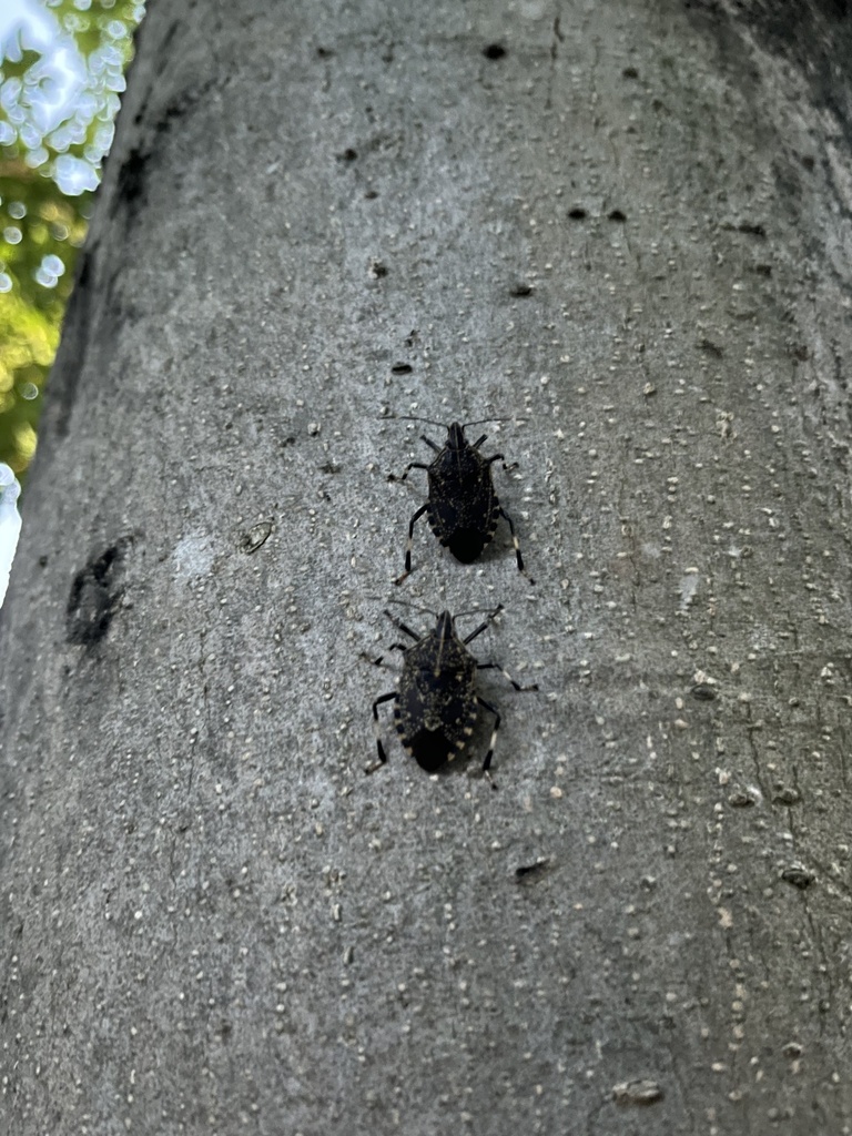 Yellow-spotted Stink Bug in August 2023 by mako328 · iNaturalist