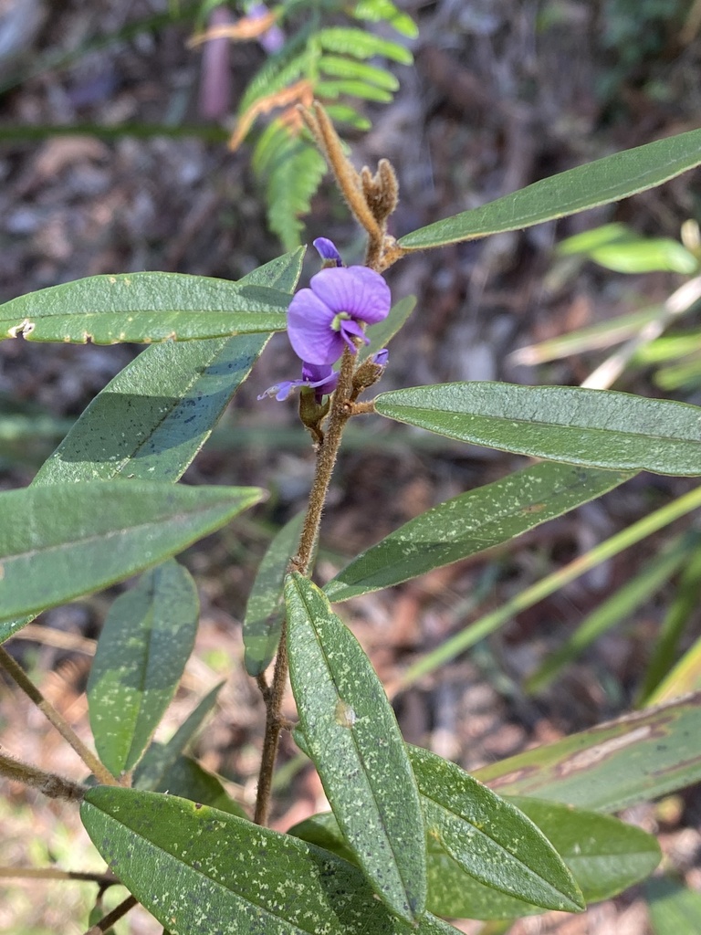 Purple Bush Pea from Wareemba Ave, Thornleigh, NSW, AU on August 11 ...