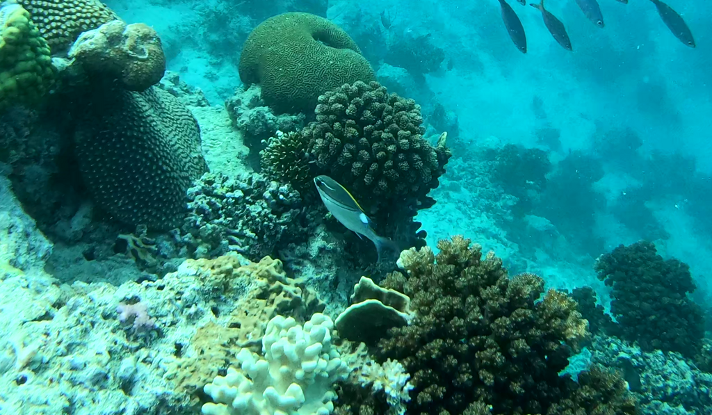 Bridled Monocle Bream from Yanuya Island, Fiji on June 18, 2023 at 09: ...