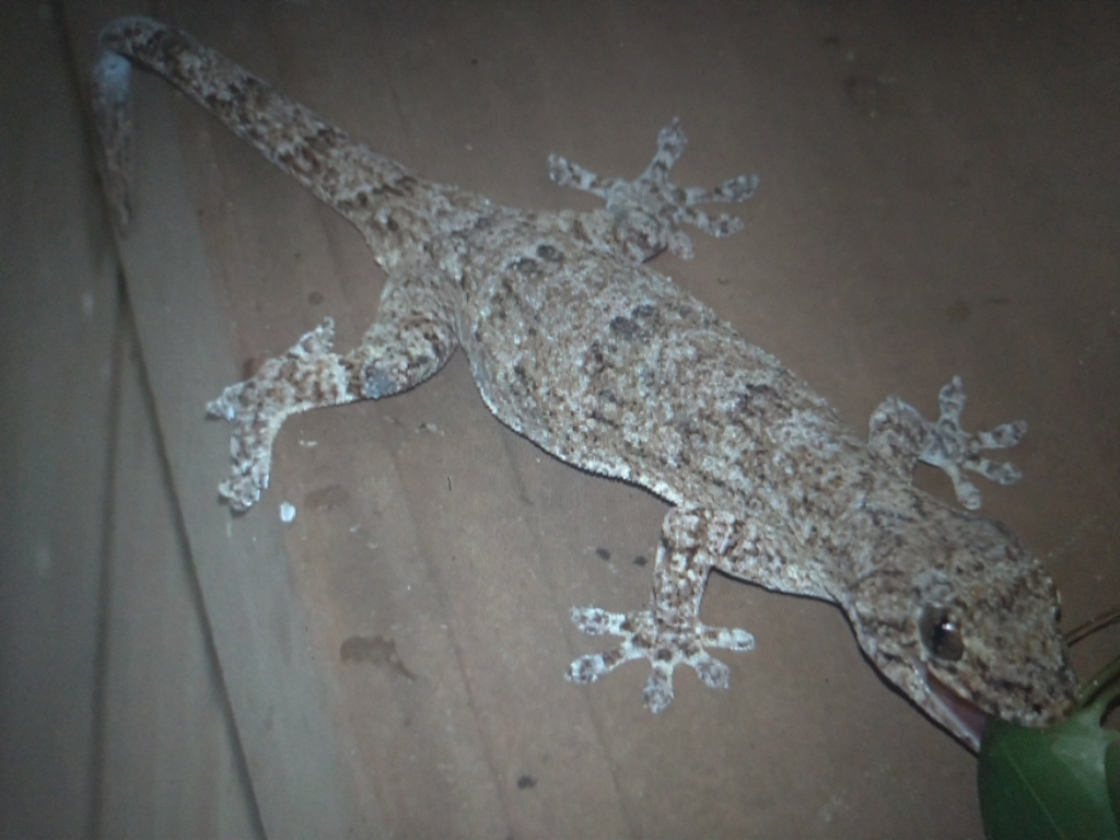 Japanese Giant Gecko from Kunigami, JP-ON, JP on August 15, 2023 at 06: ...