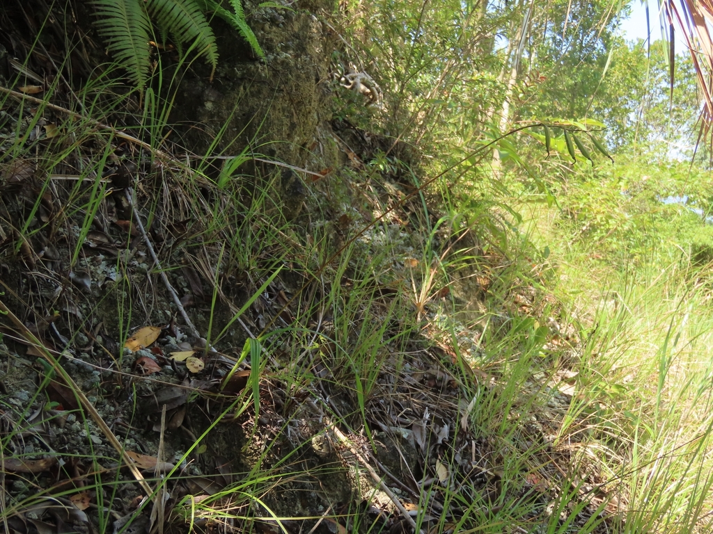 Bletilla formosana in August 2023 by chiuluan · iNaturalist