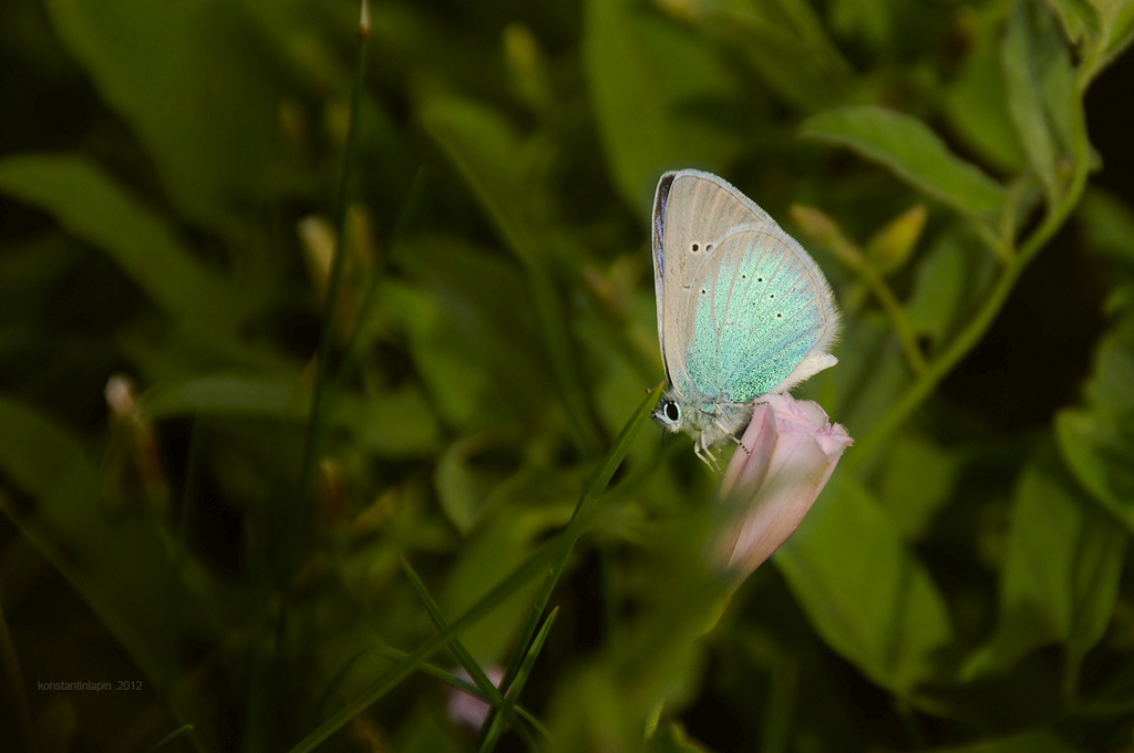 Green-underside Blue from Березовский район, Одесская область, Украина ...