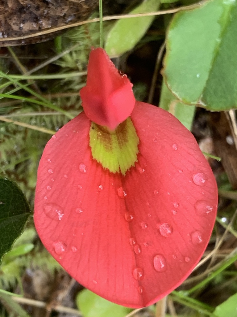 Running Postman from Blind Bight VIC 3980, Australia on August 15, 2023 ...