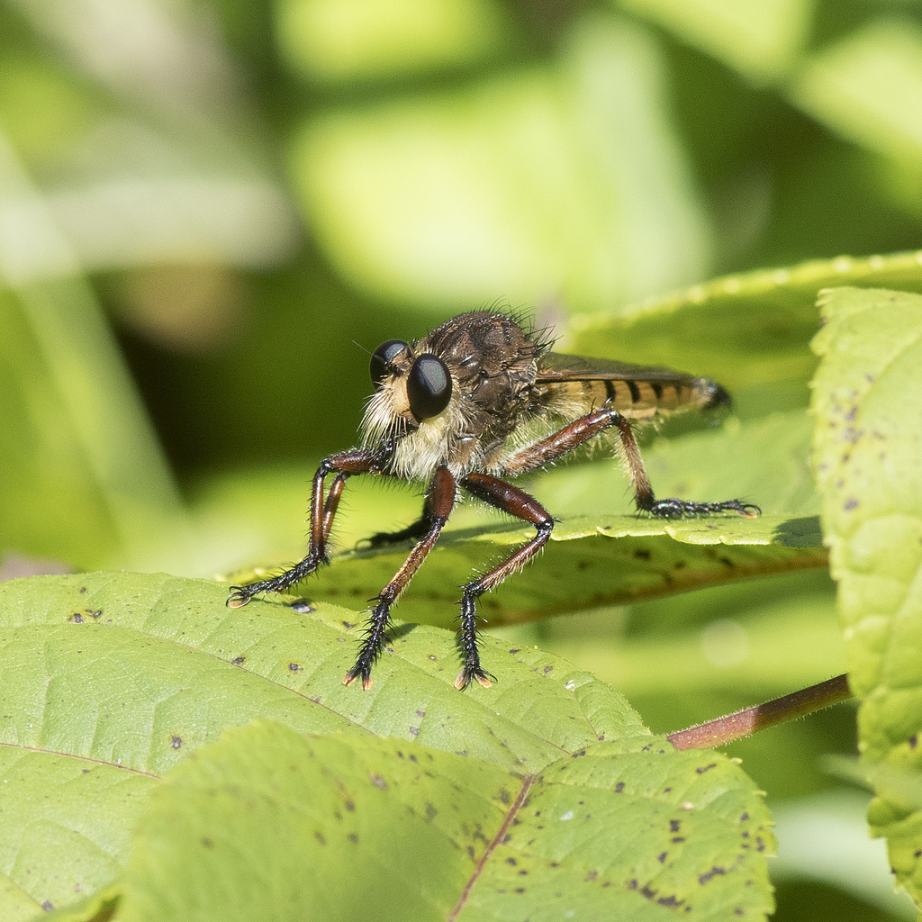 Promachus hinei from Montgomery County, OH, USA on August 12, 2023 at ...