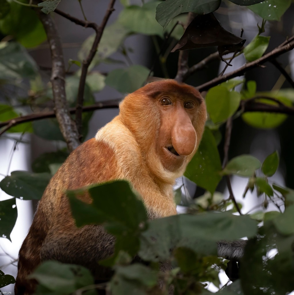 Proboscis Monkey in August 2023 by Davide Diana · iNaturalist