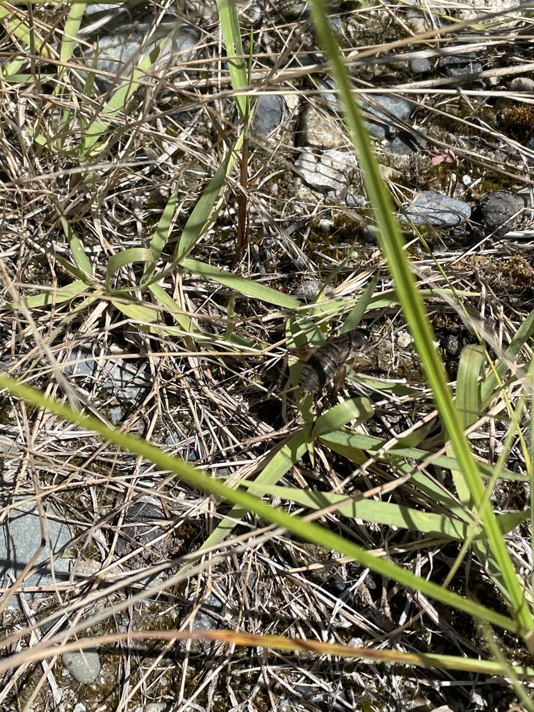 Emma Field Cricket from 日本、〒026-0025 岩手県釜石市大渡町 on August 11, 2023 at 10 ...