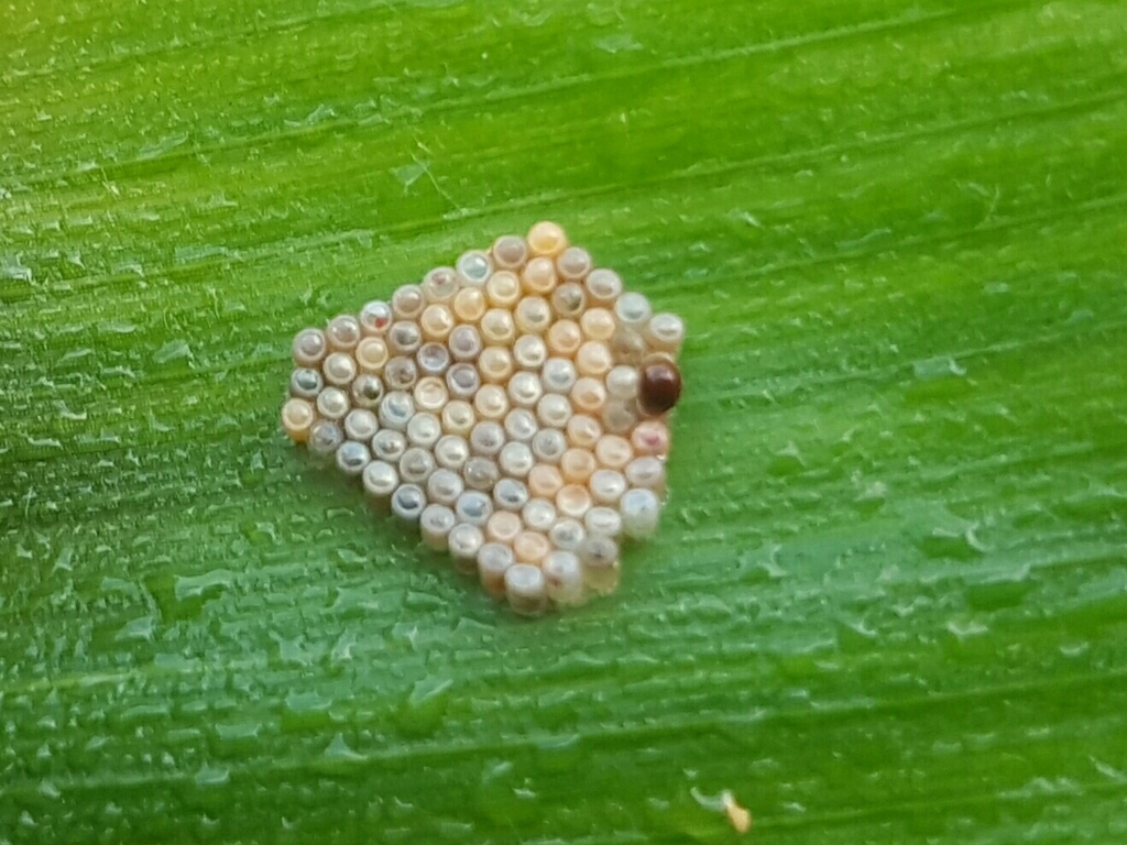 Southern Green Stink Bug from Bruchsal Gew. Bildungsz. (GBZ), 76646 ...
