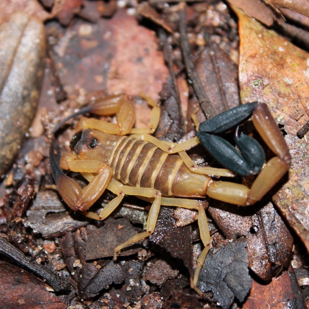 Tityus neglectus from Mamanguape on August 12, 2023 at 11:25 PM by ...
