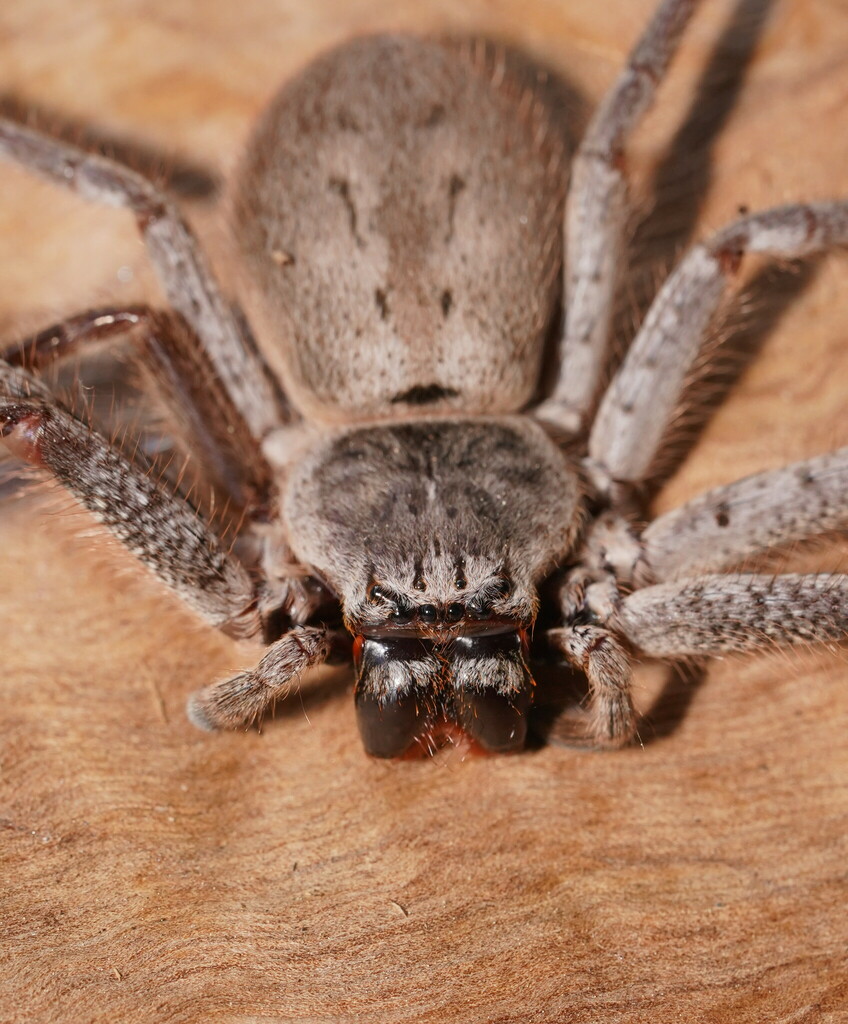 Mountain Huntsman from Melbourne VIC, Australia on August 13, 2023 at ...