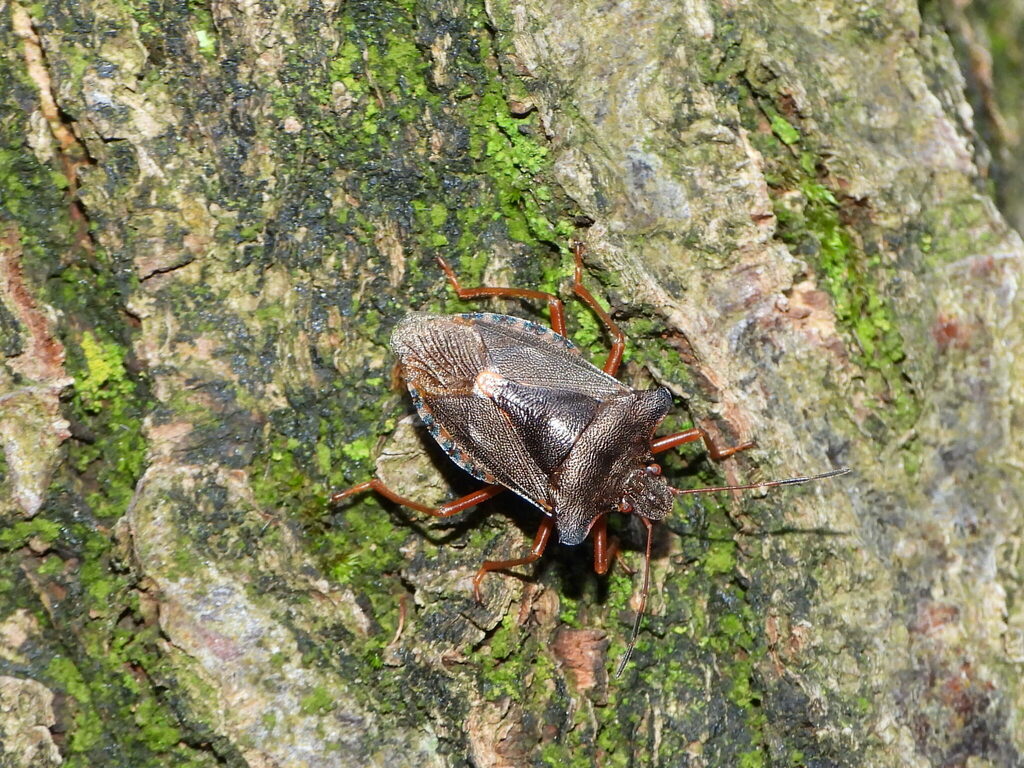 Forest Bug from Provincia di Varese, Italia on August 14, 2023 at 01:52 ...
