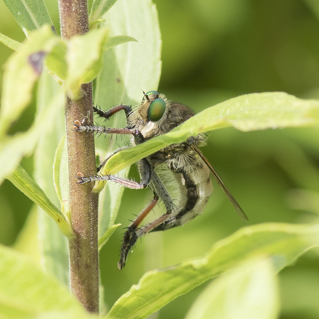 Promachus vertebratus from Montgomery County, OH, USA on August 13 ...