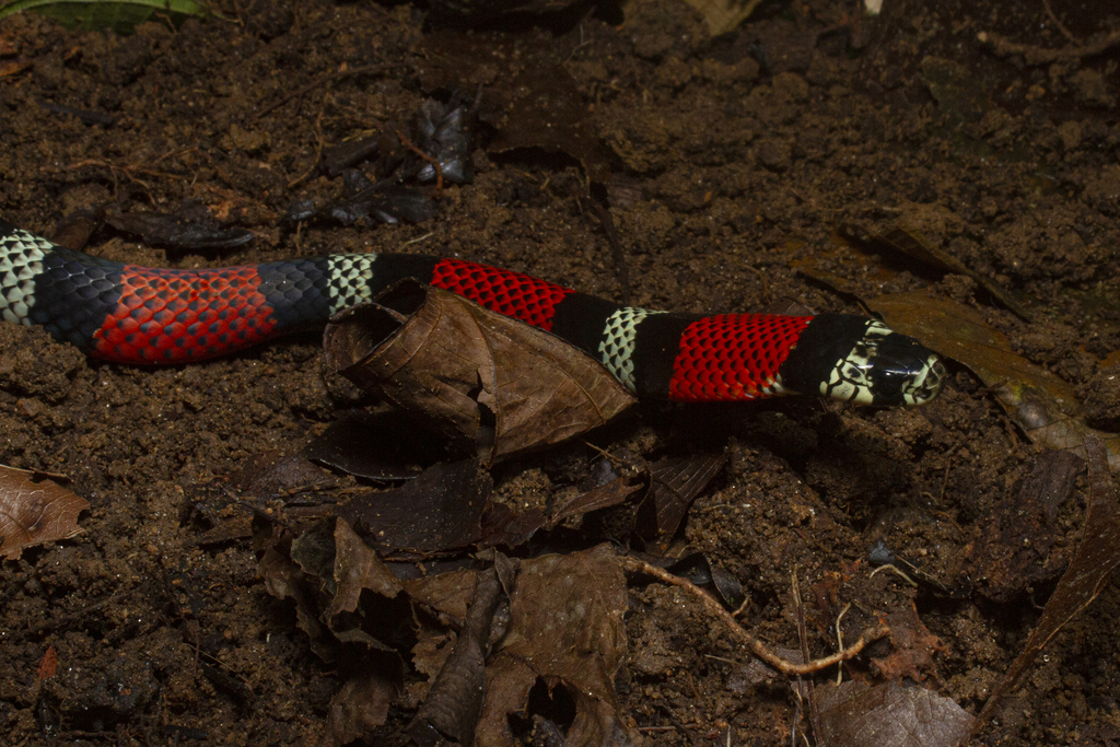 Aesculapian False Coral Snake from Vila dos Oficiais, Guaratinguetá ...