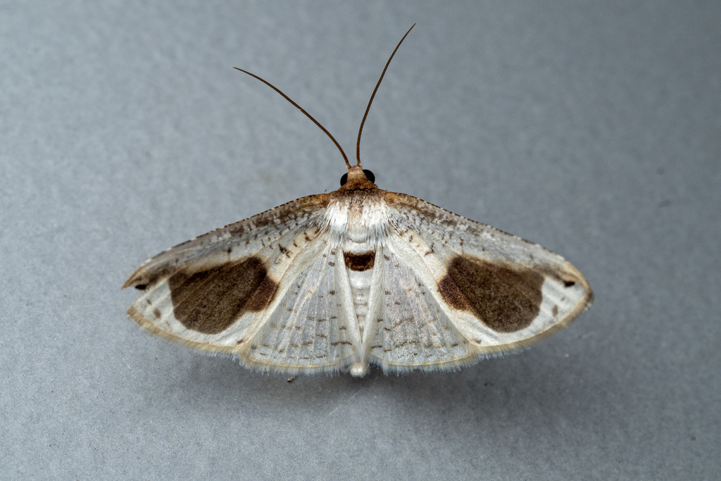 Calindoea argentalis from Fraser's Hill, Pahang, Malaysia on November ...