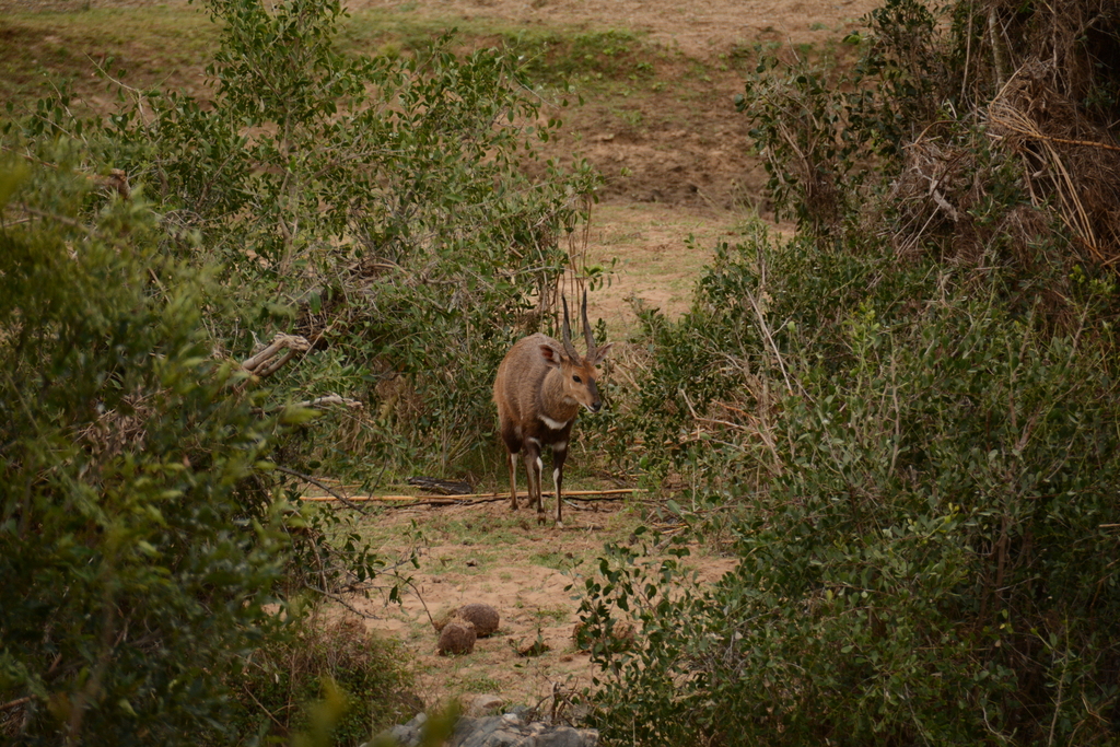 Southern Bushbuck from Stand 31 Erf 1, Tamboti Mjejane Game Reserve ...