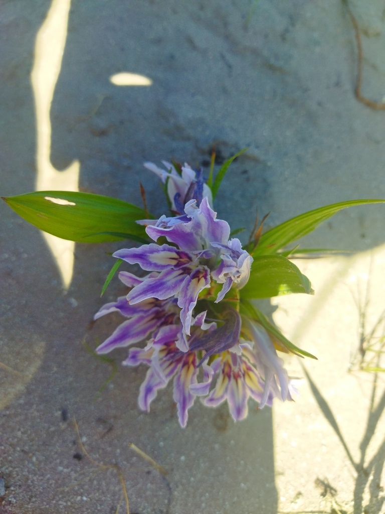 Baboon Root from Grassy Park, Cape Town, 7888, South Africa on August ...
