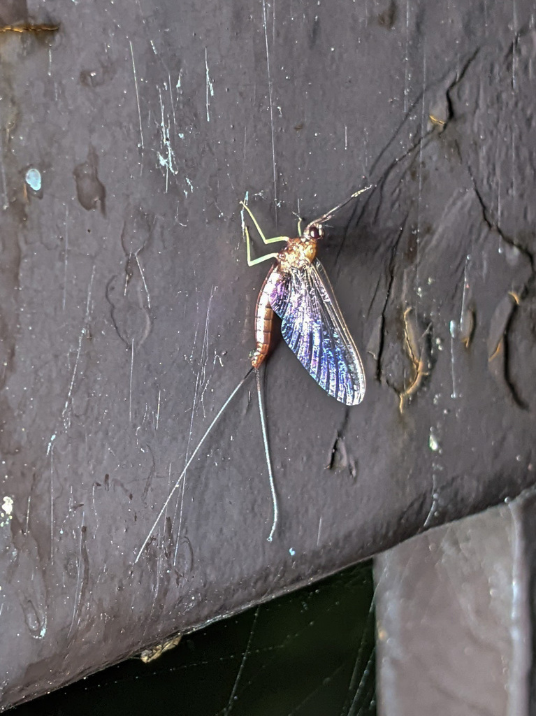 Slate Drakes from Ōsaki, Miyagi, Japan on August 11, 2023 at 09:11 PM ...