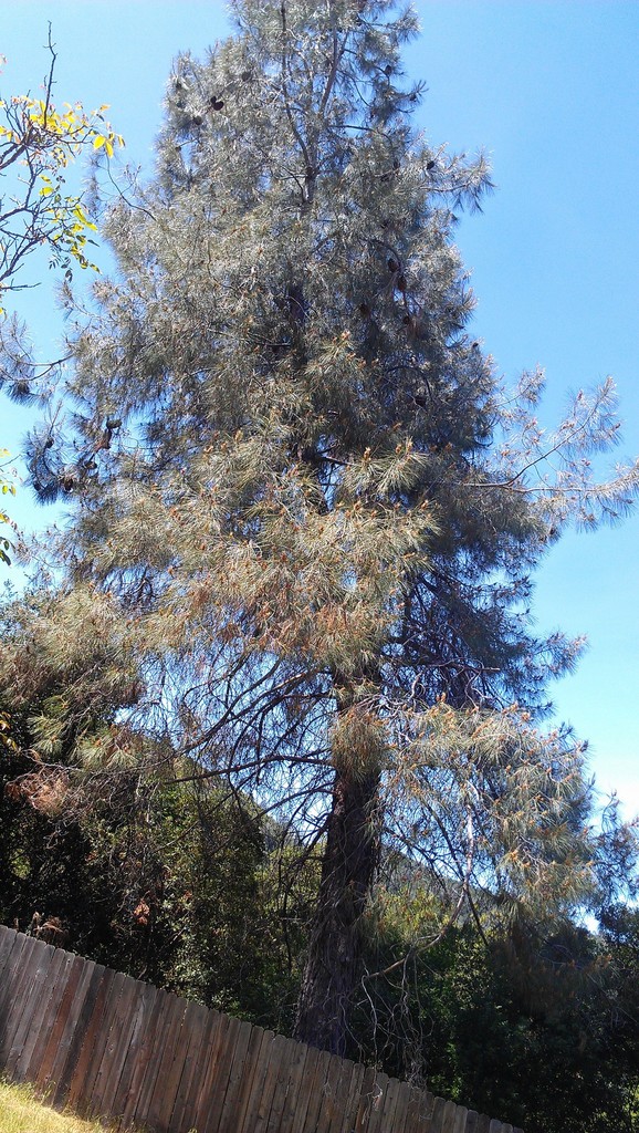 gray pine from Lake County, US-CA, US on April 29, 2013 at 01:02 PM by ...