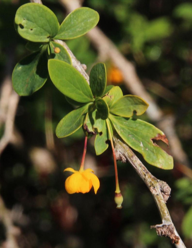 Magellan Barberry (Berberis microphylla) - Botanical Realm