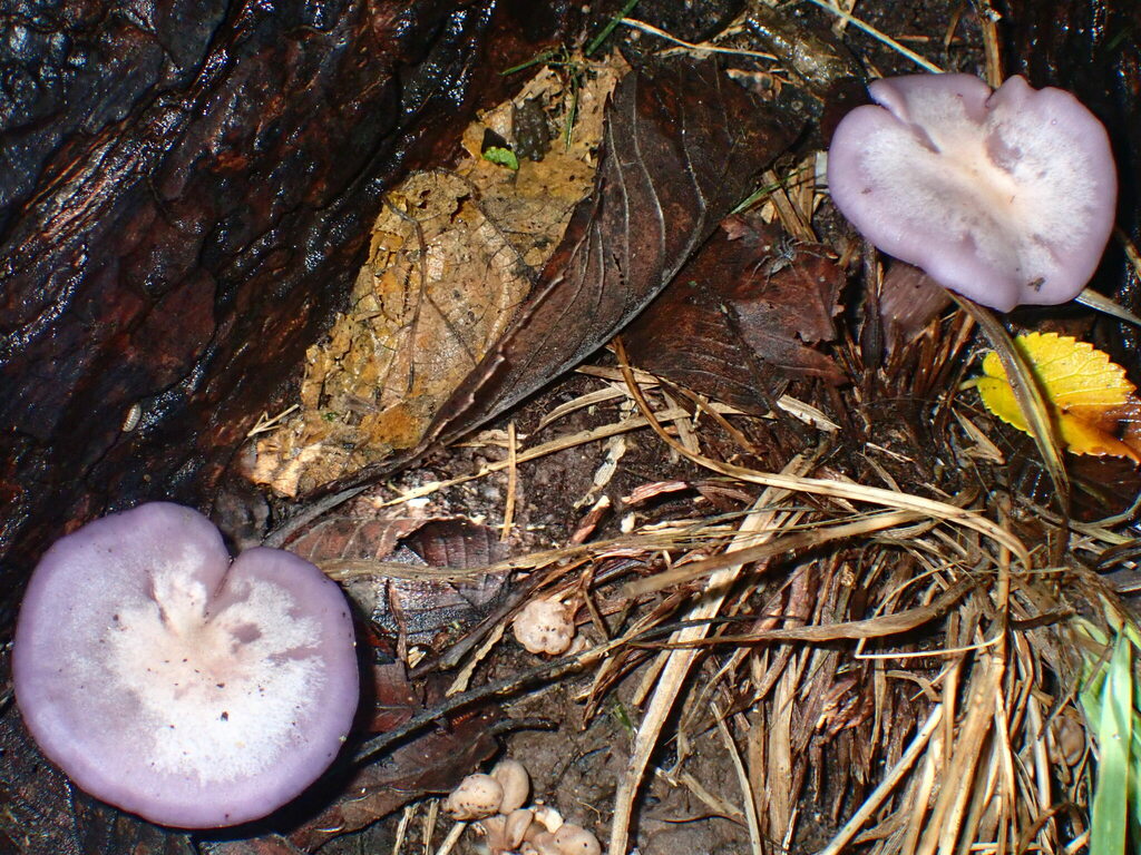 Blewit in August 2023 by ozarkpoppy. ??? base of walnut · iNaturalist