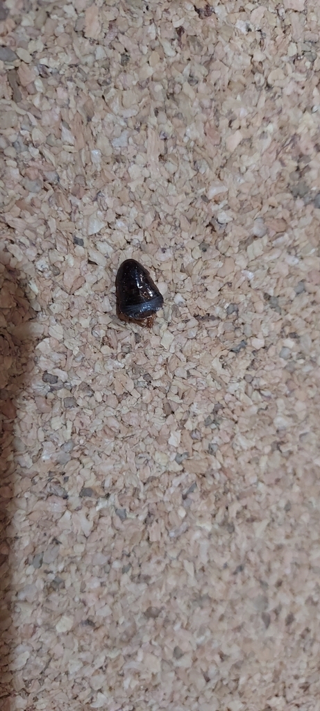 Pycnoscelus from Clementi, Singapore on August 15, 2023 at 08:52 PM by ...