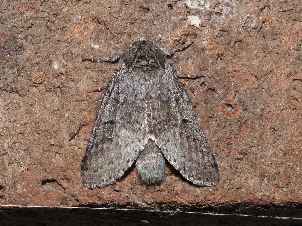 Variable Oakleaf Caterpillar Moth from Bevan Dr, Fairfax, VA, US on ...