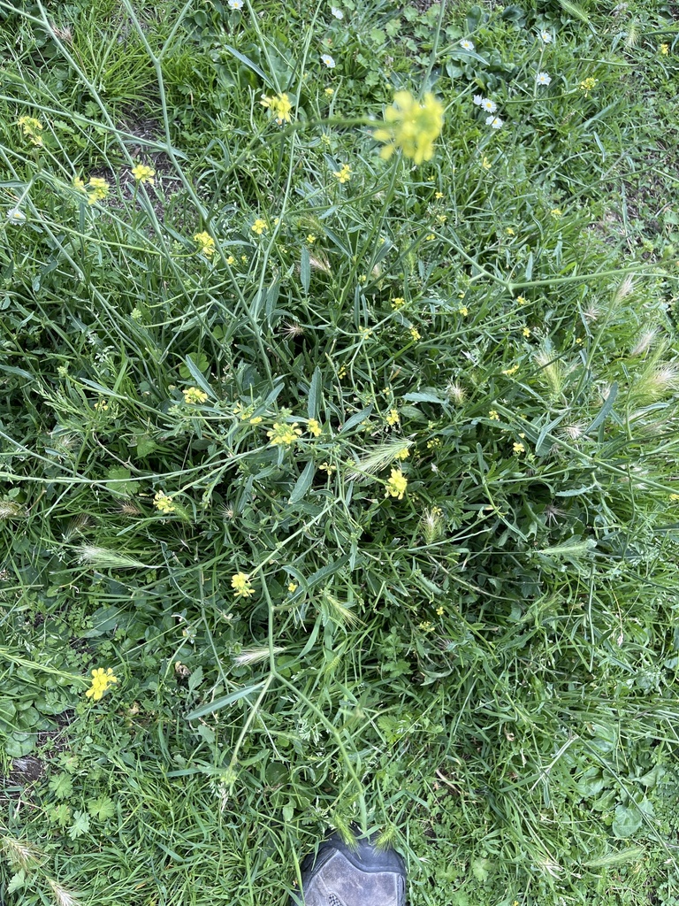 Hedge mustard from River Lea, London, England, GB on August 15, 2023 at ...