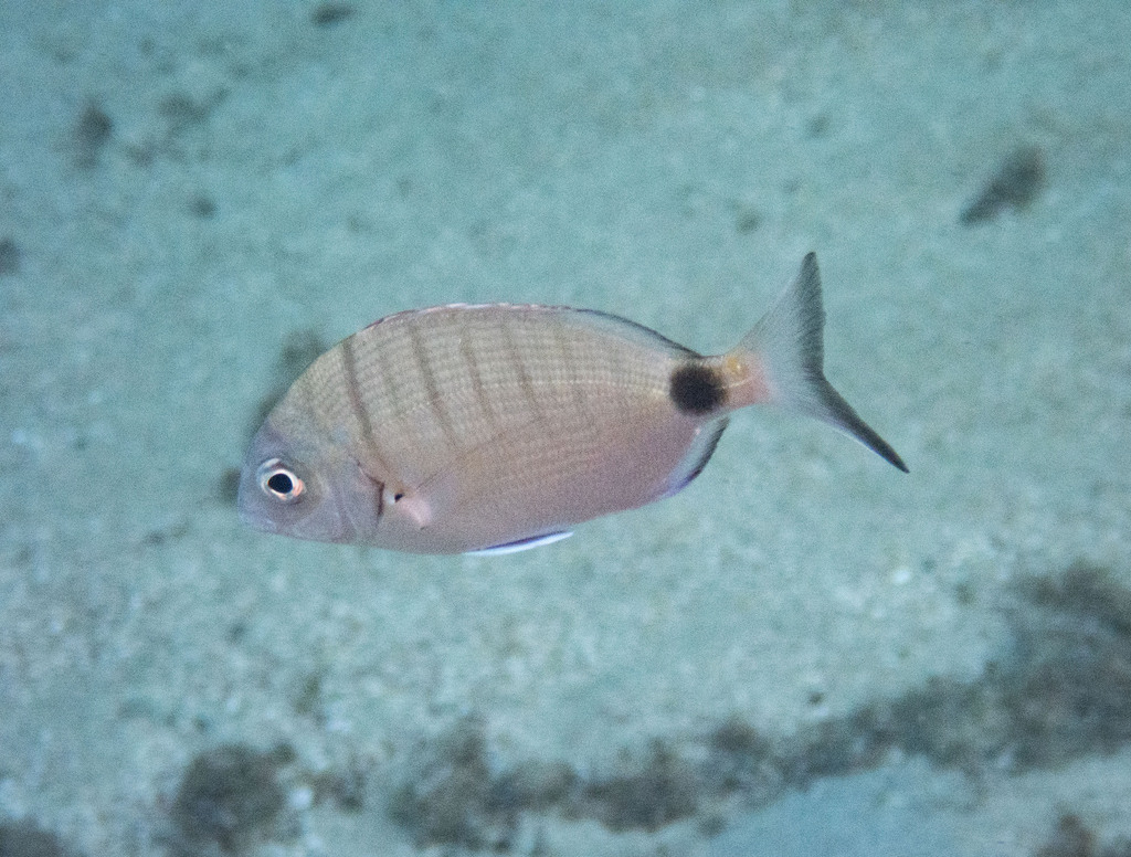 Sargo (Diplodus sargus) - Marine Life Identification