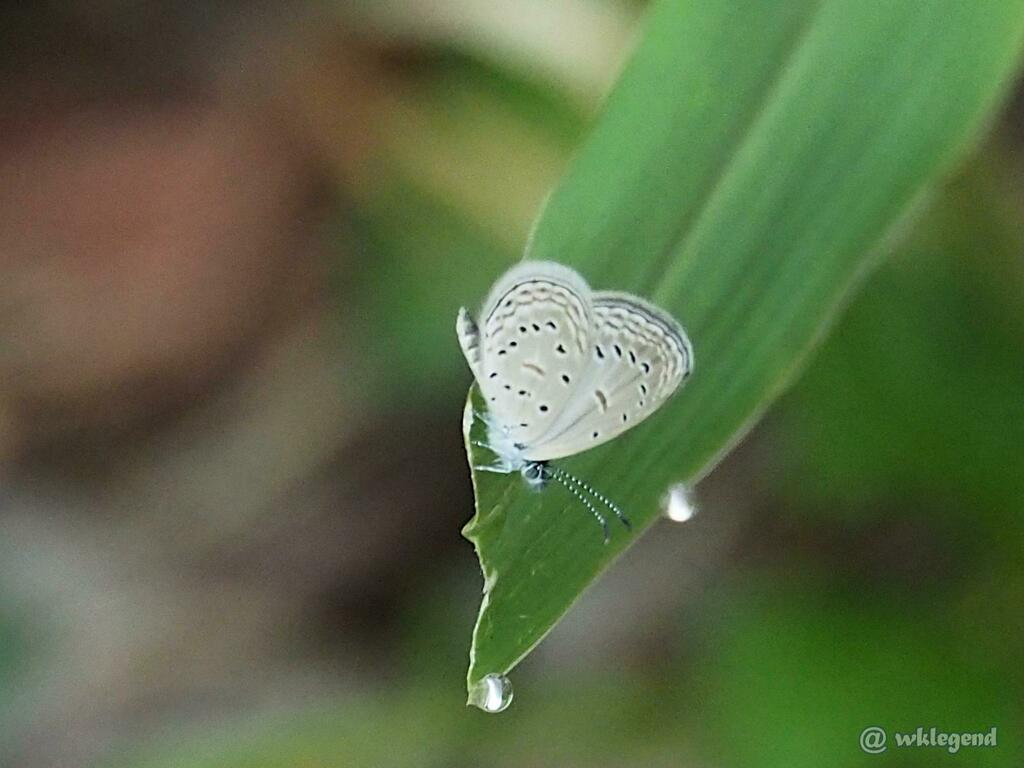 Tiny Grass Blue from Tuen Mun, Hong Kong on August 14, 2023 at 09:57 AM ...
