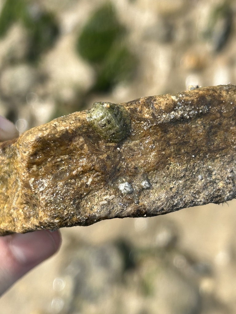 Grey Mail-shell from Baie de la Seine, Bernières-sur-Mer, FR on August ...