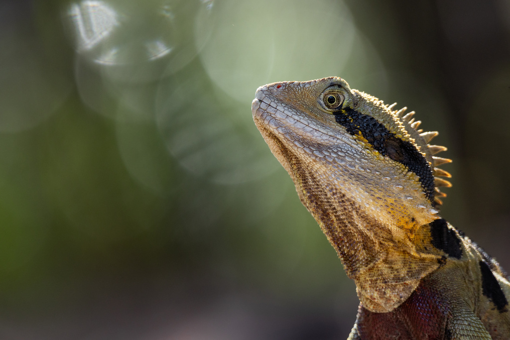 Eastern Water Dragon from North Lakes Town Park, North Lakes, QLD, AU ...