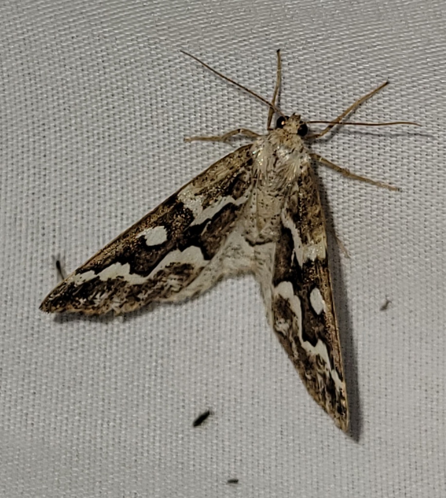 Gray Spruce Looper Moth from Big Rock Campground, Lincoln, NH, USA on ...