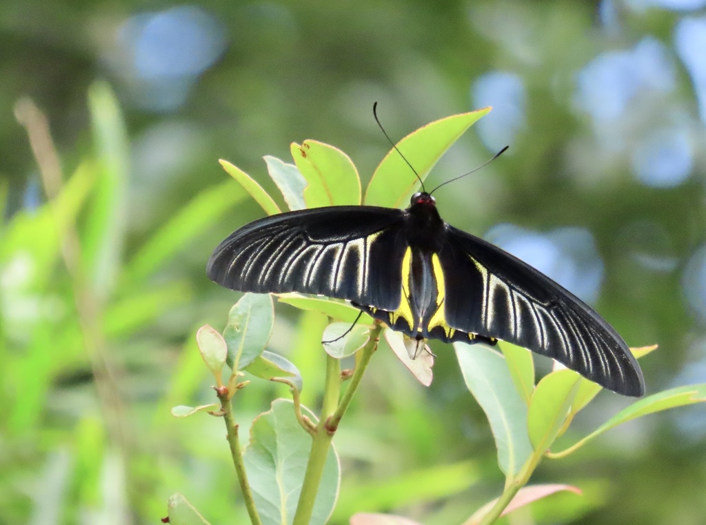 Golden Birdwing from 香港大嶼山 on August 15, 2023 at 04:37 PM by Isaac Chow · iNaturalist