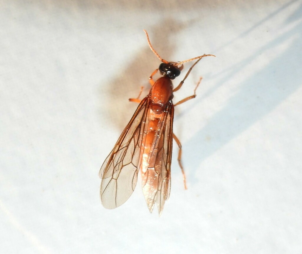 Neivamyrmex Army Ants from Tobago, Trinidad and Tobago on February 2 ...