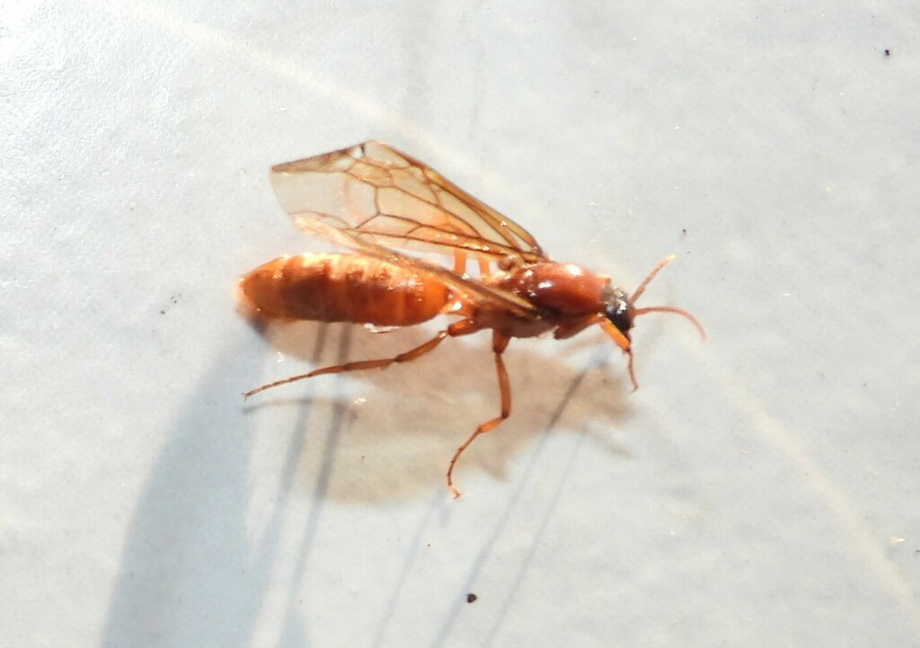 Ants from Tobago, Trinidad and Tobago on February 2, 2023 at 07:18 AM ...