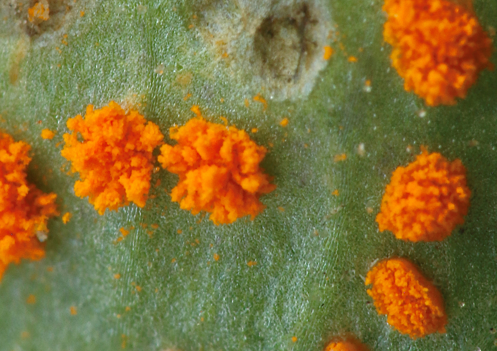 Mock Strawberry Rust from Wonderboom, Pretoria, 0182, South Africa on ...