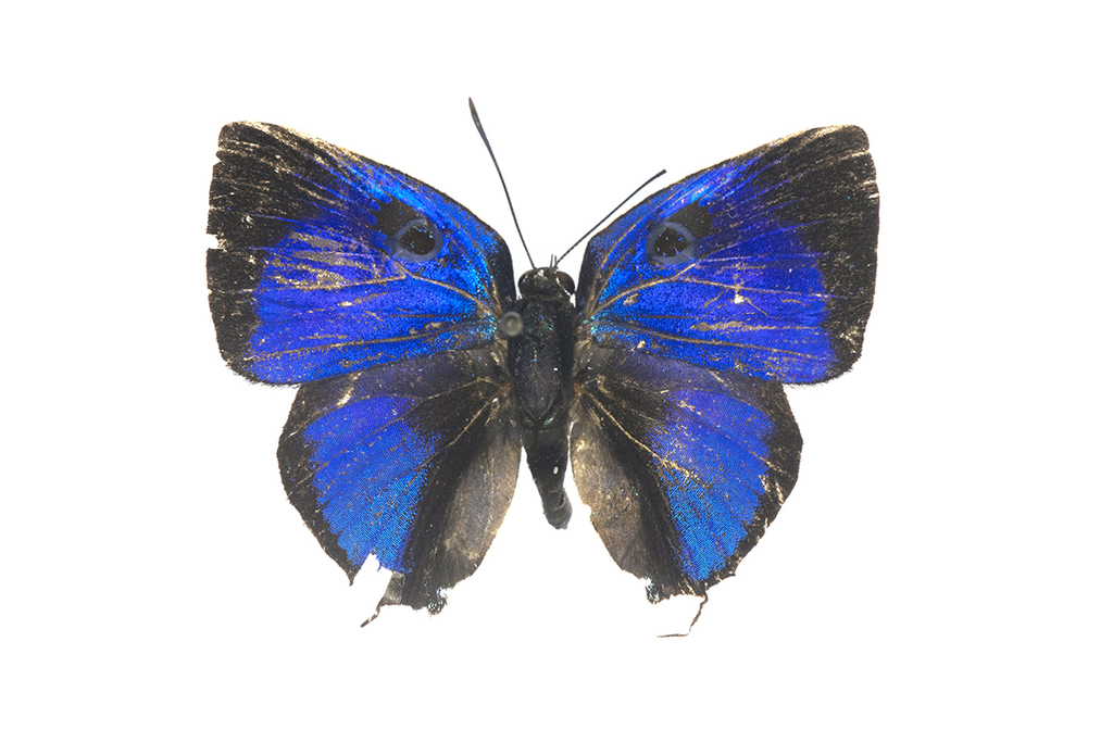 Bitias Hairstreak from Roura 97352, French Guiana on January 20, 2016 ...