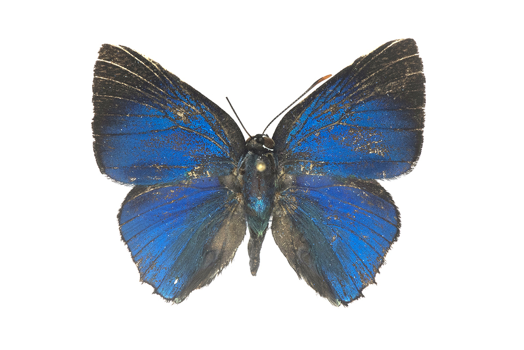 Brangas caranus from Kourou 97310, French Guiana on February 5, 2017 at ...