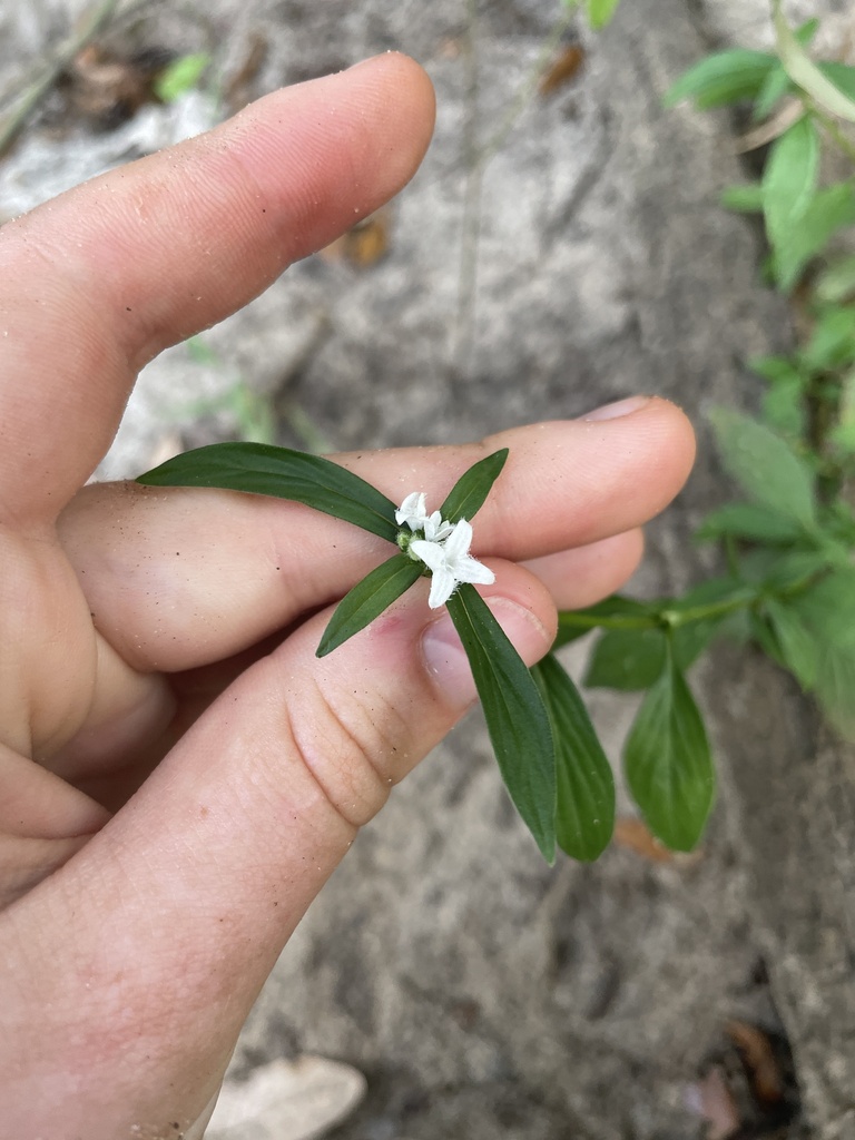 Woodland false buttonweed from Colquitt, GA, US on August 15, 2023 at ...