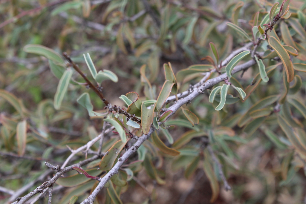 blue sourplum from Sekhukhune, Limpopo, South Africa on December 5 ...