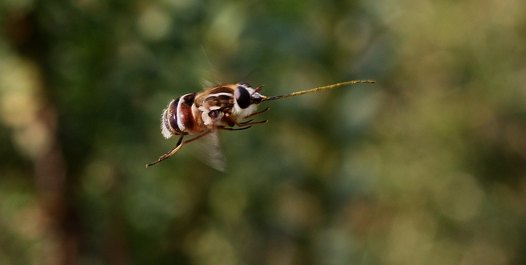 Long Needlenose Fly from Overberg District Municipality, South Africa ...
