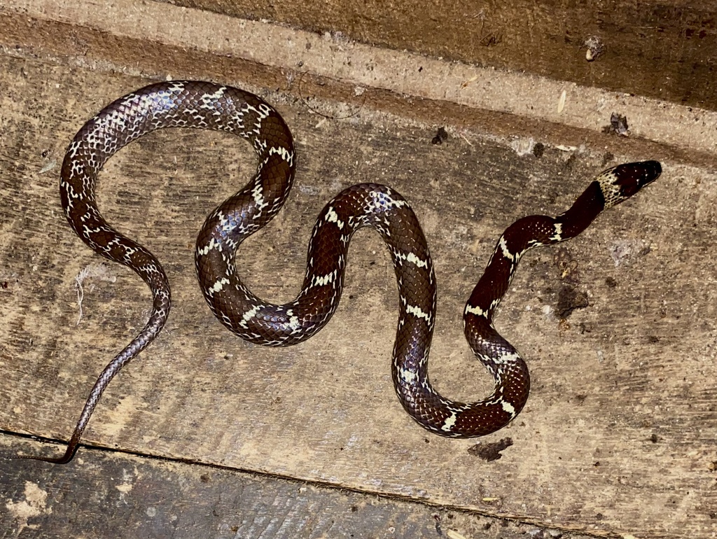 Indian Wolf Snake from Yangon, MM on August 15, 2023 at 08:30 PM by ...