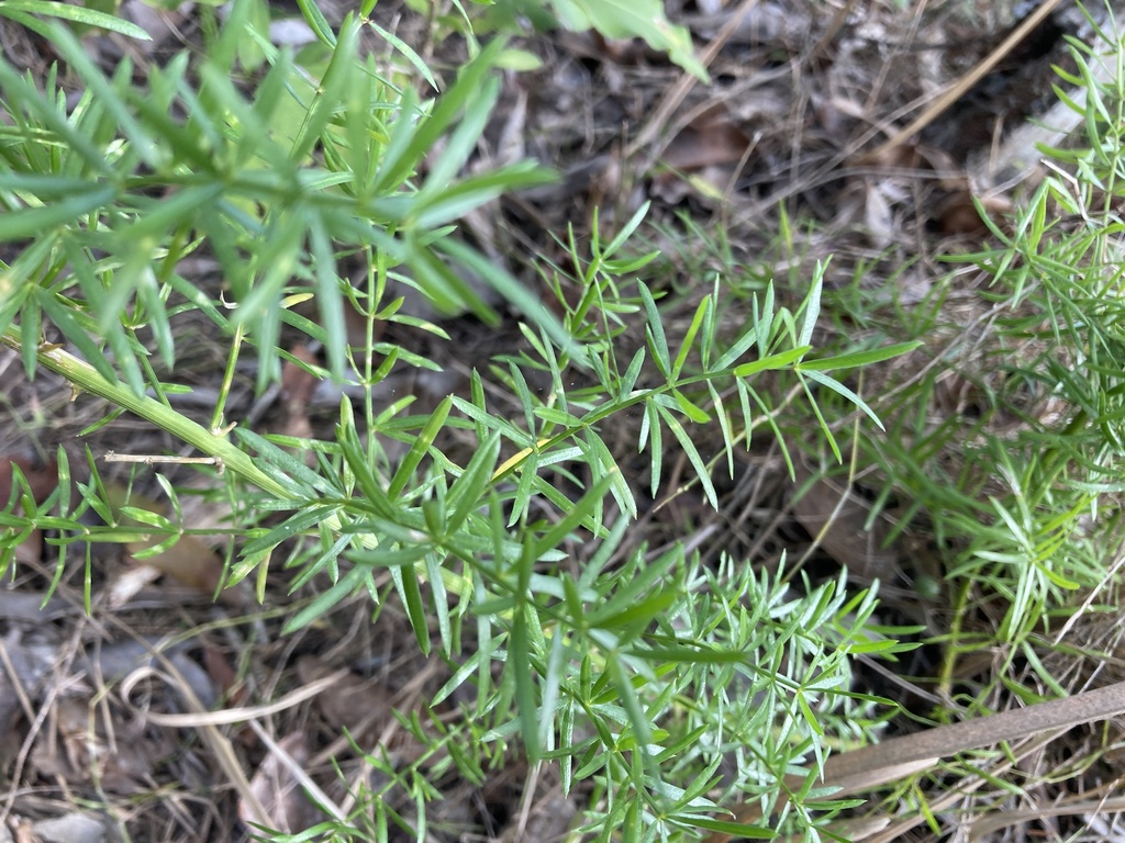 African Asparagus from Red Rock, New South Wales, Australia on August 4 ...