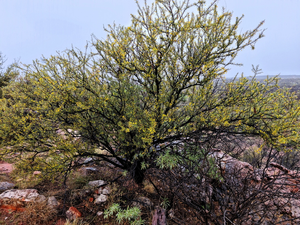 wattles from Petermann NT 0872, Australia on June 27, 2023 at 09:49 AM ...
