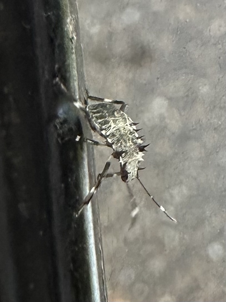 Brown Marmorated Stink Bug from Sequoyah Trail, Hendersonville, TN, US ...